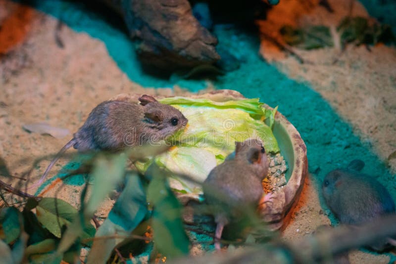 Pseudonys Australis Stock Photos - Free & Royalty-Free Stock Photos ...