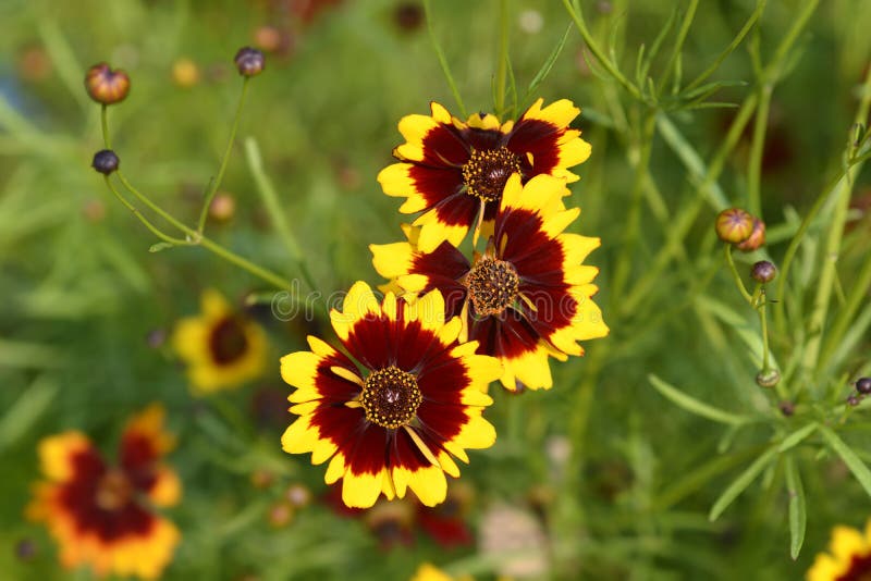 Plains tickseed stock image. Image of outdoors, golden - 259237709