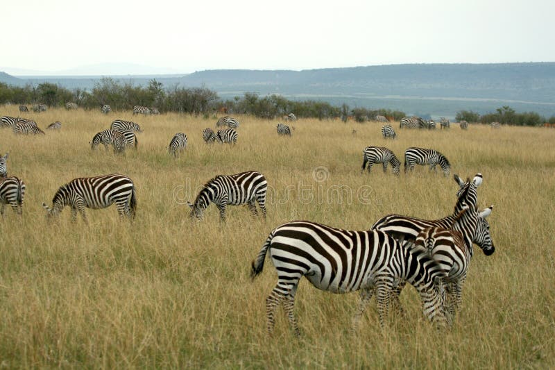 Plains zebra stock photo. Image of zebra, ungulate, mara - 13067872
