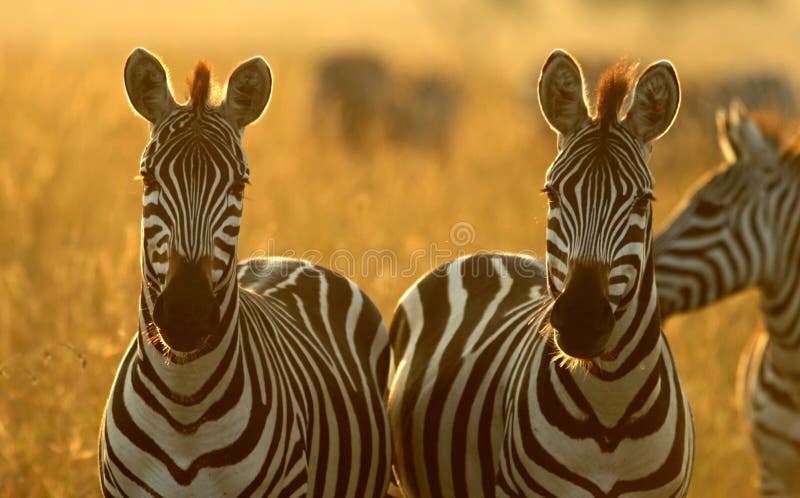 Plains zebra stock image. Image of white, animals, reserve - 13067873