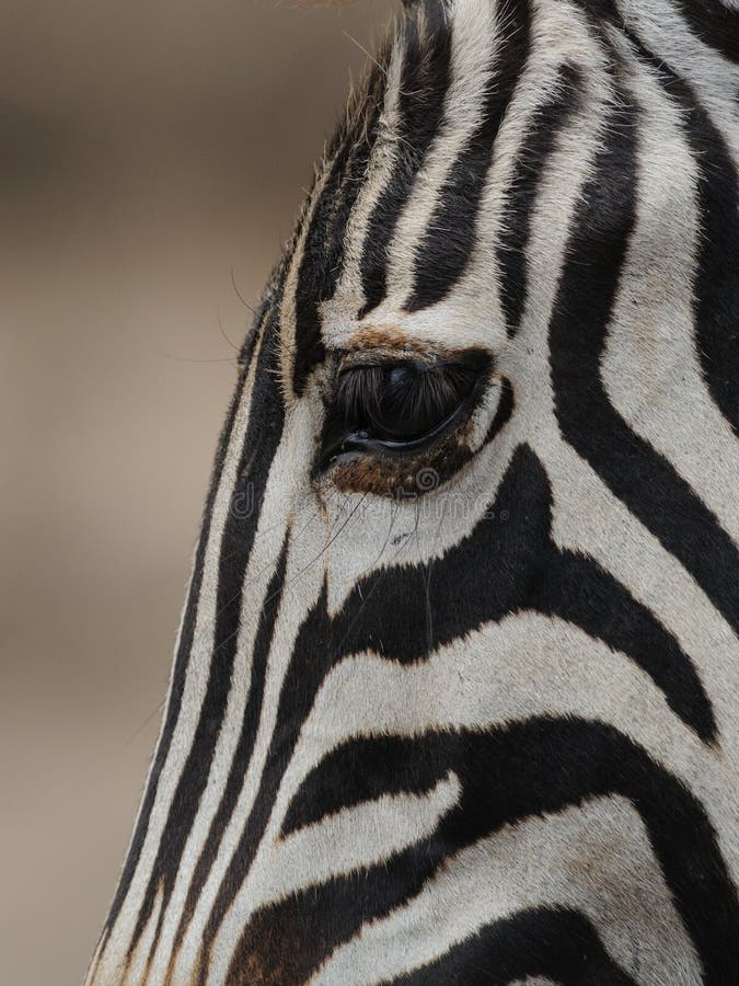 Plains Zebra in Kruger National Park, South Africa Stock Photo - Image ...