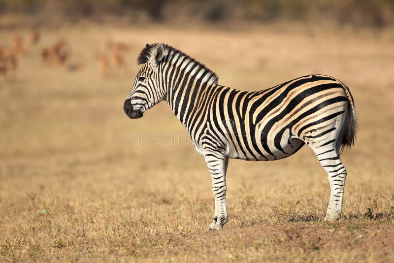 Plains Zebra stock photo. Image of grass, natural, grassland - 21604002