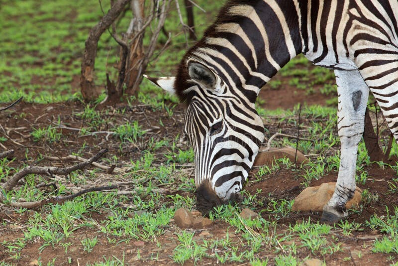 Plains Zebra stock photo. Image of stripes, equus, plains - 22261252