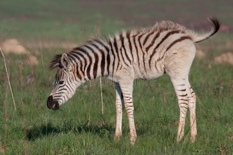 Plains Zebra stock photo. Image of stripe, nature, foal - 25218916