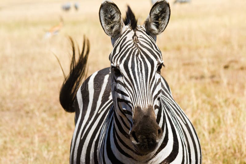 Plains Zebra stock photo. Image of kenyan, park, black - 27946148
