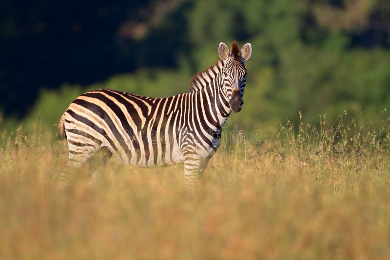 Plains Zebra stock image. Image of grass, wild, safari - 28991413
