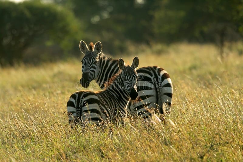 Fighting Zebras stock photo. Image of aggressive, african - 1333036