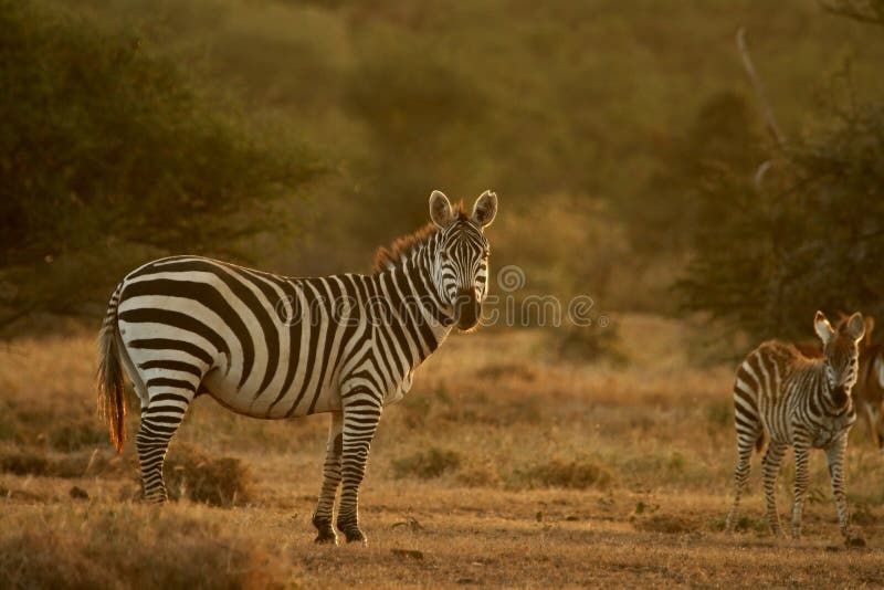 Plains zebra stock photo. Image of black, mammals, mammal - 6873610