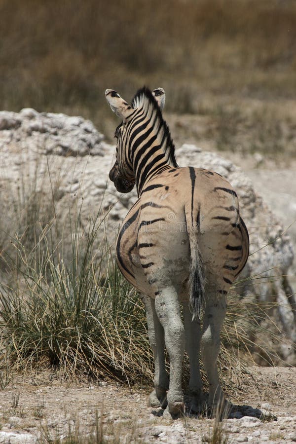 Plains Zebra stock photo. Image of nature, standing, back - 7095380