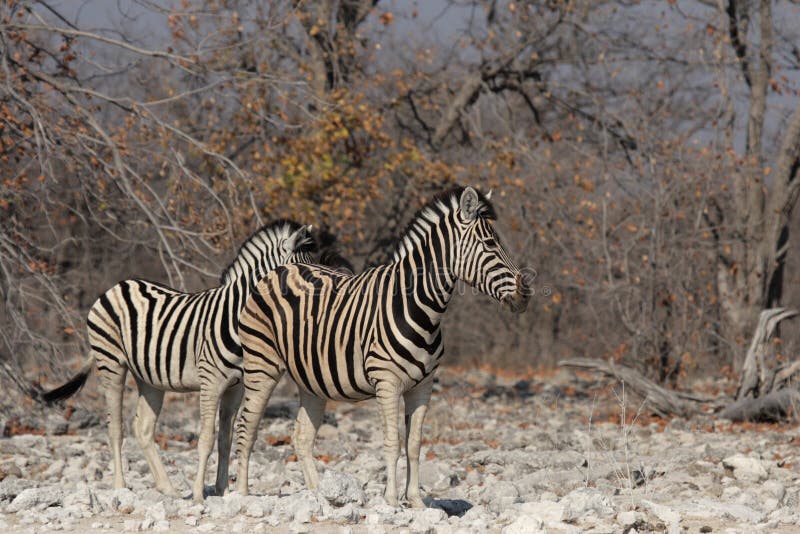 Plains Zebra stock photo. Image of nature, white, standing - 7189004