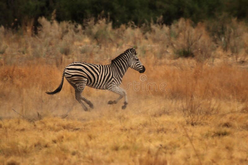 Plains Zebra stock photo. Image of running, animal, botswana - 7473160