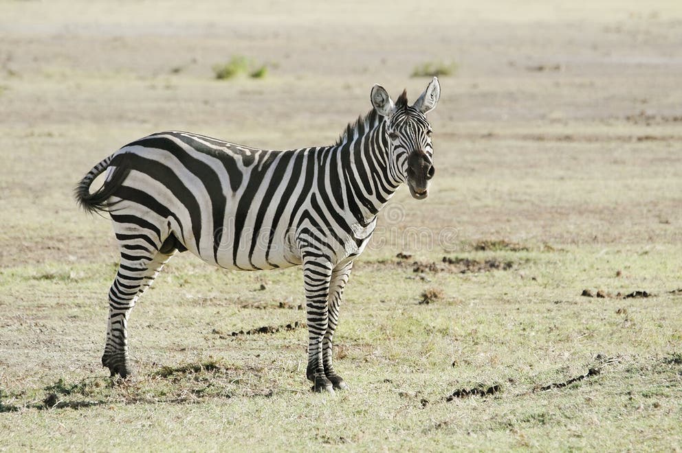 Plains Zebra stock photo. Image of mammal, common, walk - 9100696