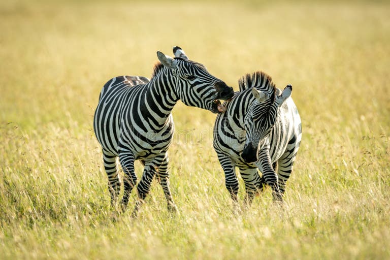 Plains Zebra Bites Another in Tall Grass Stock Photo - Image of quagga ...