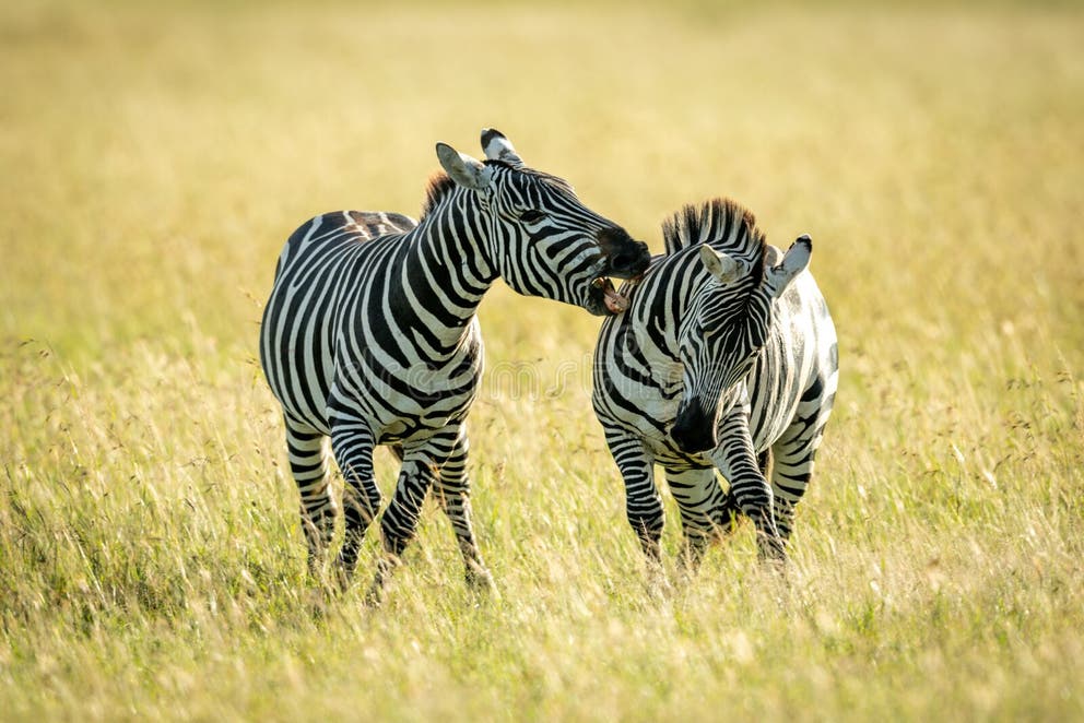 Plains Zebra Bites Another in Tall Grass Stock Photo - Image of quagga ...
