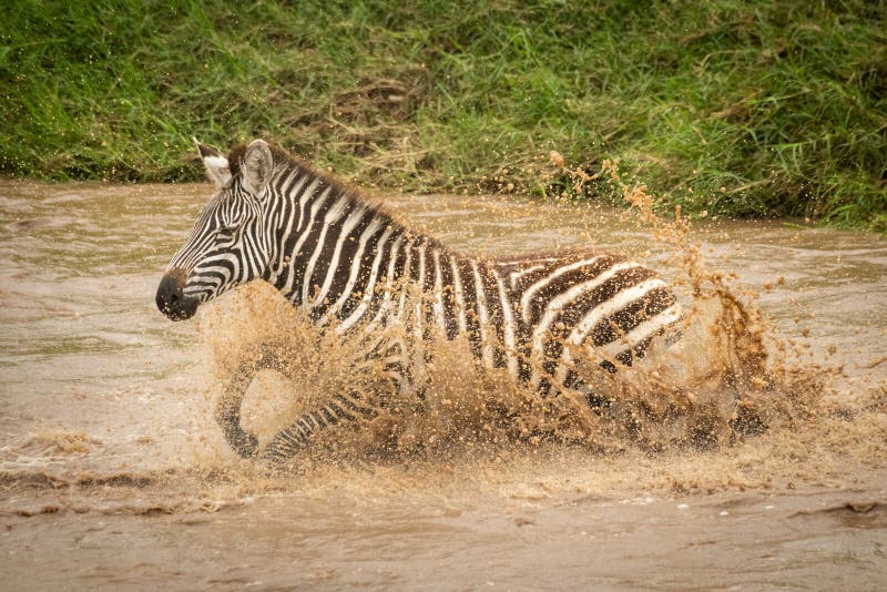 Plains Zebra Crossing Muddy River in Spray Stock Image - Image of ...