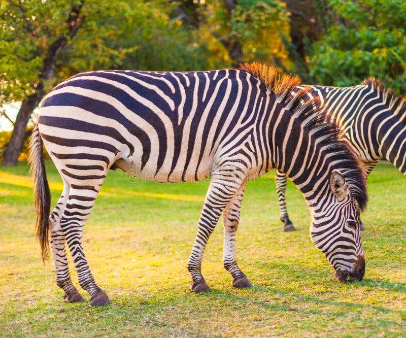 Plains Zebra (Equus Quagga) Grazing Stock Image - Image of equus, group ...