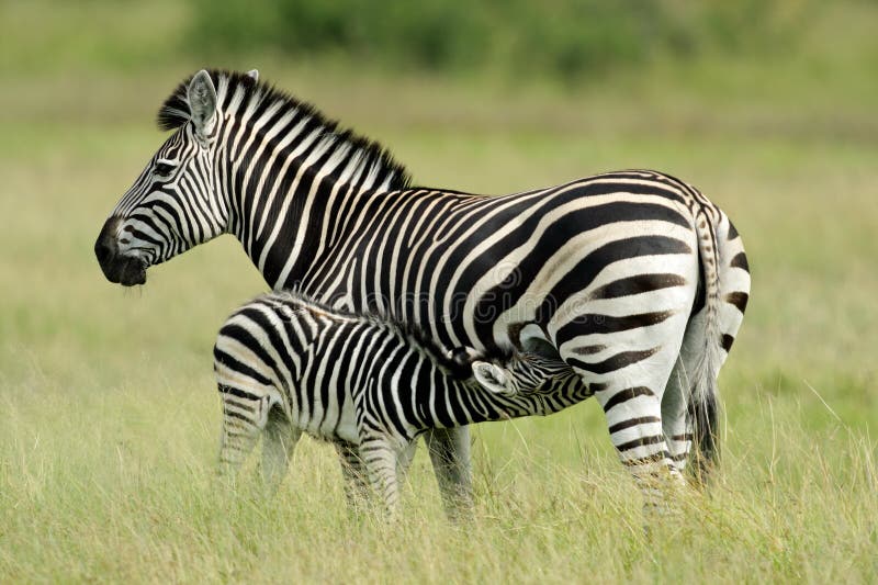 Plains Zebra with foal stock photo. Image of interaction - 7170750