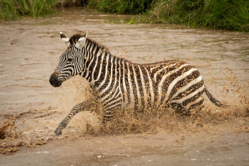 Plains Zebra Gallops Across River in Spray Stock Photo - Image of ...