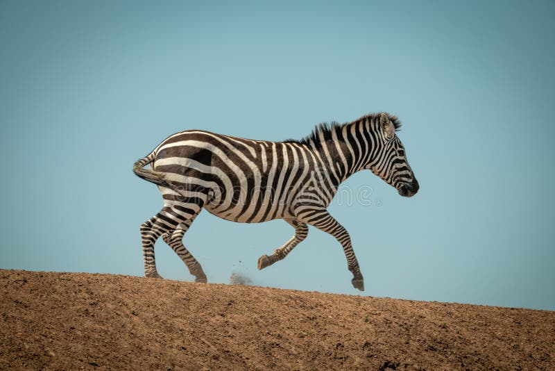 Plains Zebra Gallops Along Ridge in Sunshine Stock Image - Image of ...