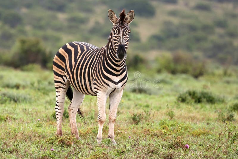 Plains Zebra stock photo. Image of palins, grass, white - 35002110