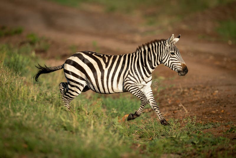 Plains Zebra Jumps Over Ditch Onto Track Stock Image - Image of ...