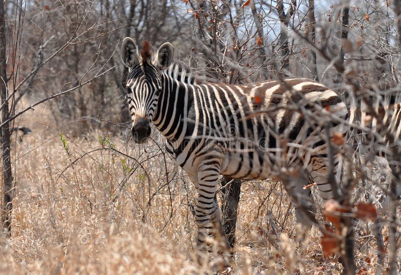 Plains Zebra in Kruger National Park, Stock Image - Image of eqqus ...