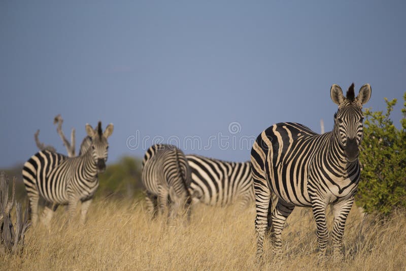 Plains Zebra in long grass stock photo. Image of natural - 41217518