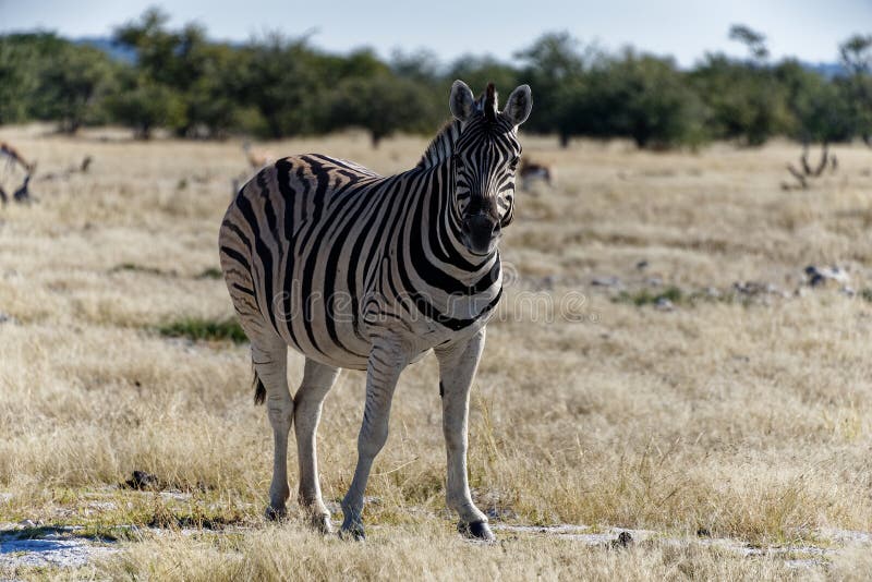 235 Zebra Facing Stock Photos - Free & Royalty-Free Stock Photos from ...