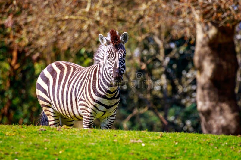 Plains Zebra on Meadow stock image. Image of plains, woodland - 69091013