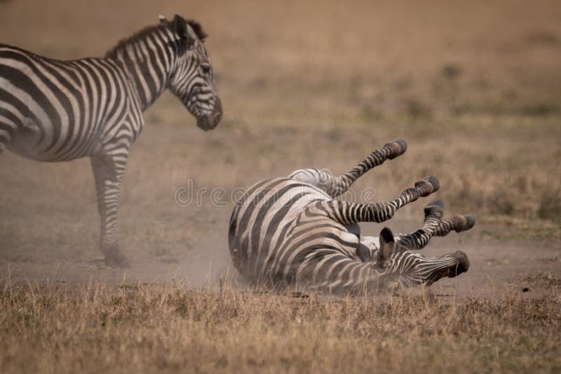 Plains Zebra Rolling on Back by Foal Stock Image - Image of mammals ...