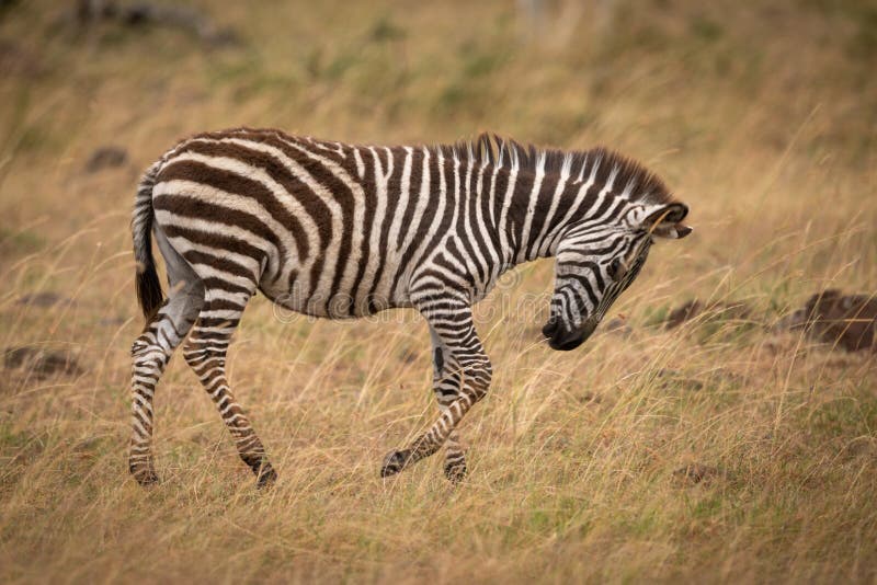 Plains Zebra on Savannah with Lowered Head Stock Image - Image of ...