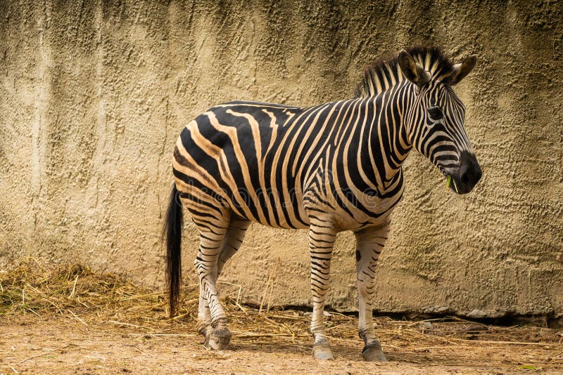 The plains zebra Standing stock image. Image of black - 125708633