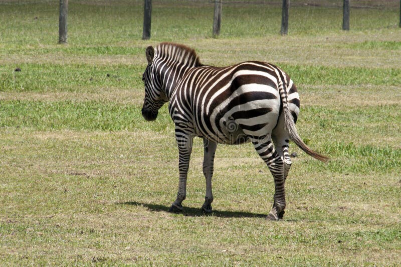 Plains Zebra Standing in Field Stock Photo - Image of green, equus ...