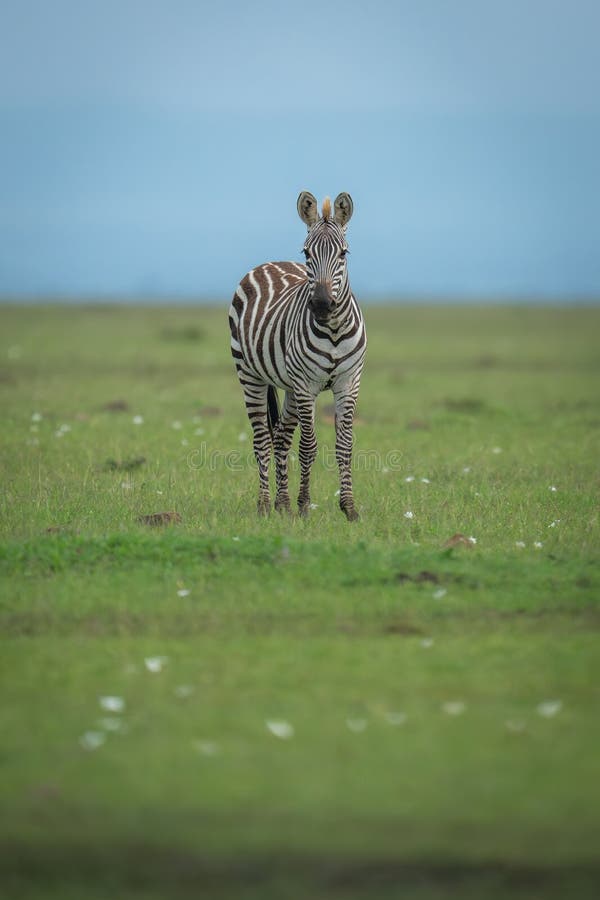 Plains Zebra Stands Grass Facing Camera Stock Photos - Free & Royalty ...