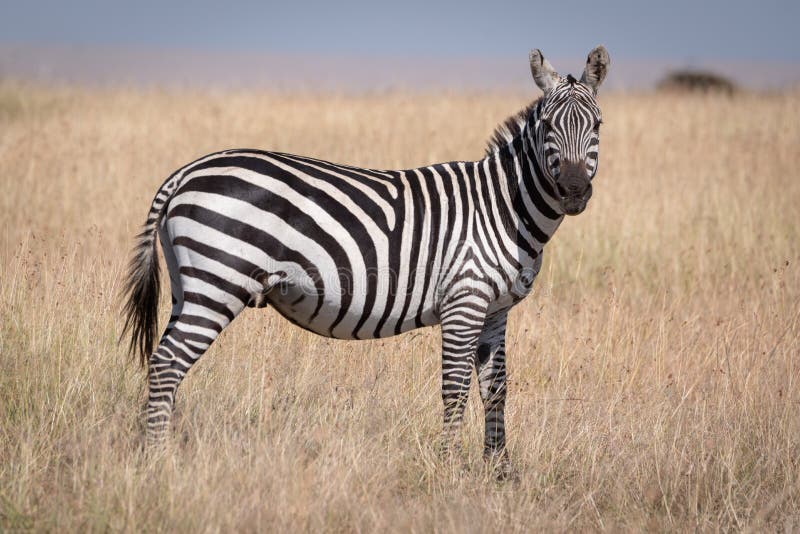 Zebra Standing on Grassy Plain by Tree Stock Photo - Image of equus ...