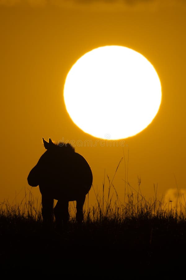 Plains Zebra Standing on Horizon at Sunrise Stock Photo - Image of ...