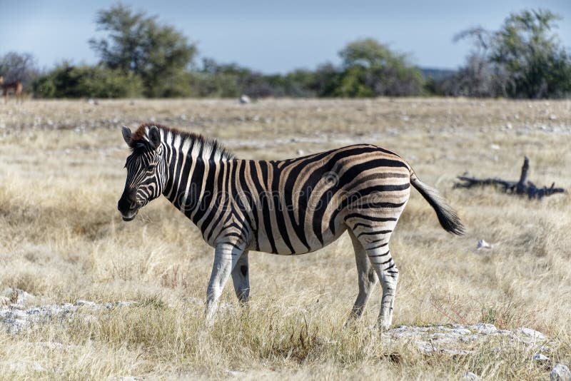 A Plains Zebra Standing Side on on the Savanna Stock Image - Image of ...