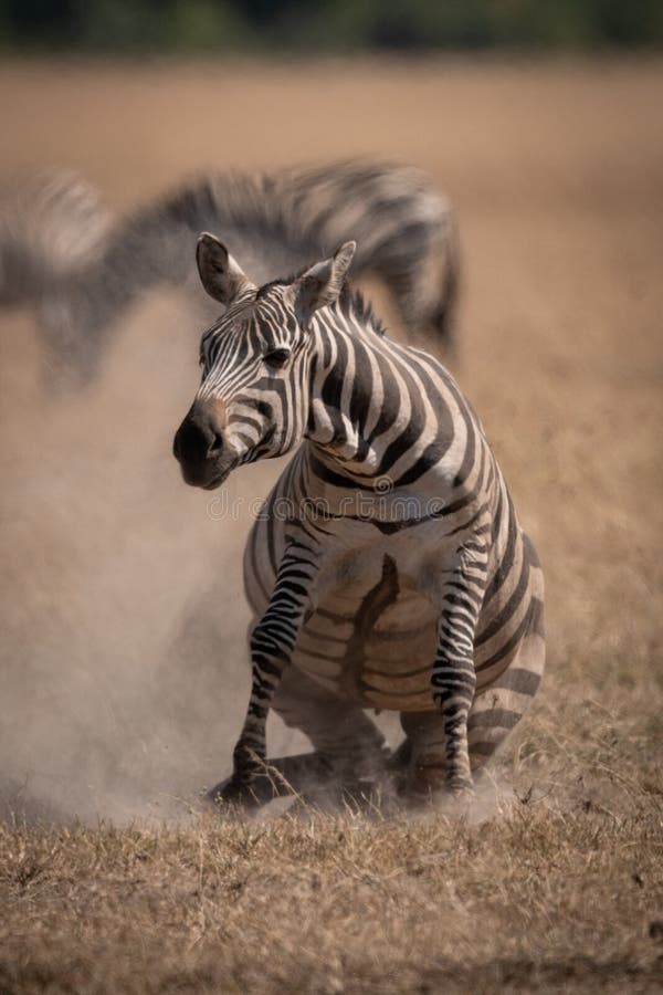 Plains Zebra Standing Up on Dusty Grassland Stock Photo - Image of ...
