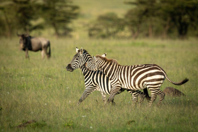 Plains Zebra Stands Biting Another Near Wildebeest Stock Image - Image ...