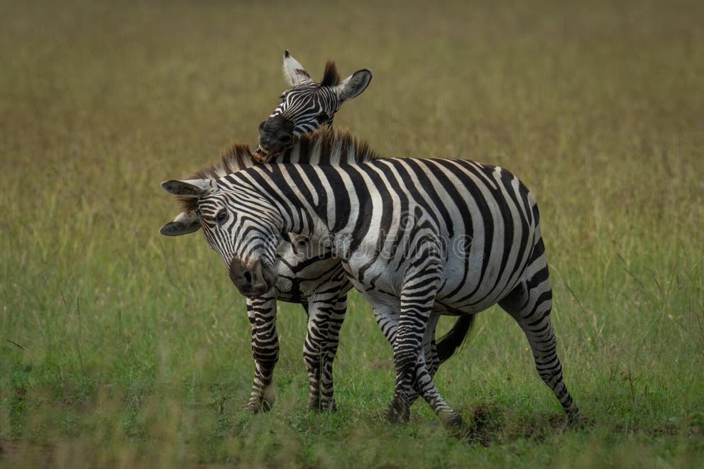 Plains Zebra Stands Biting Another on Savannah Stock Image - Image of ...