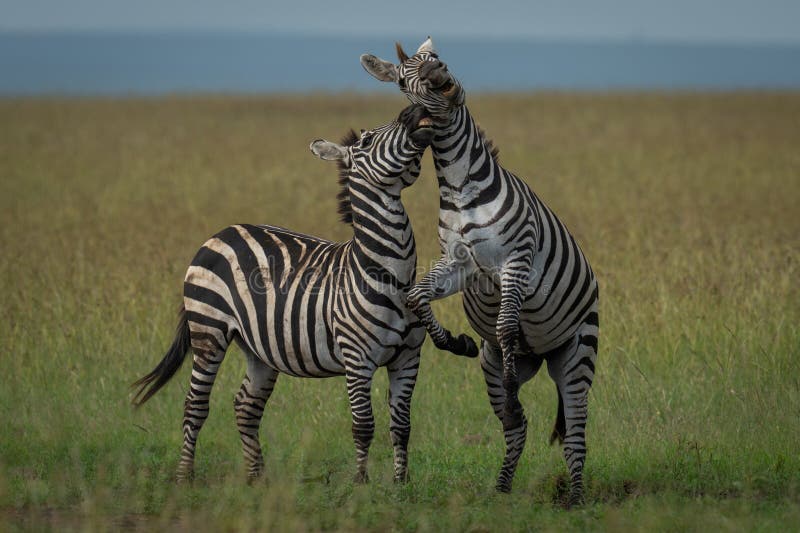 Plains Zebra Stands Biting One Jumping Up Stock Photo - Image of ...