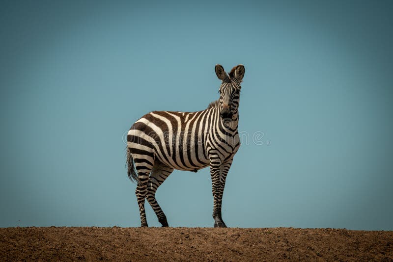 235 Zebra Facing Stock Photos - Free & Royalty-Free Stock Photos from ...