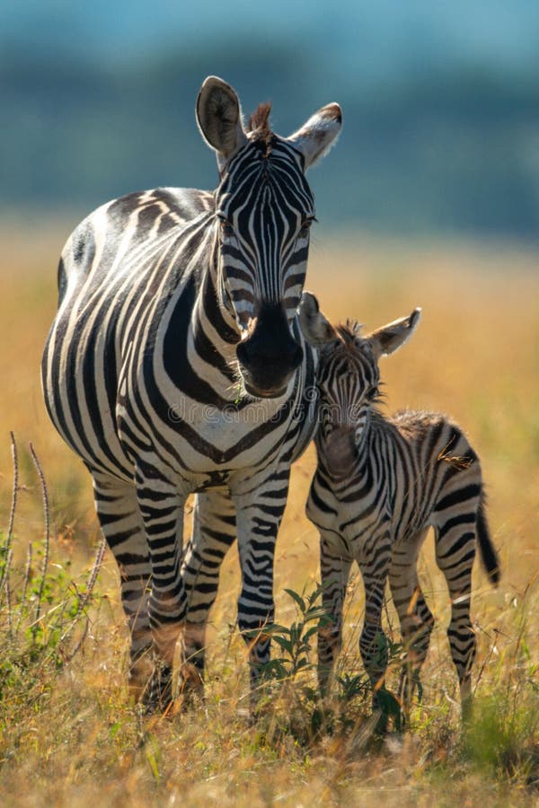 Zebra with Her Cub Stands and Looks Around Stock Image - Image of ...