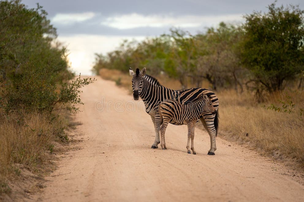 Plains Zebra Stands by Foal on Track Stock Image - Image of game, drive ...