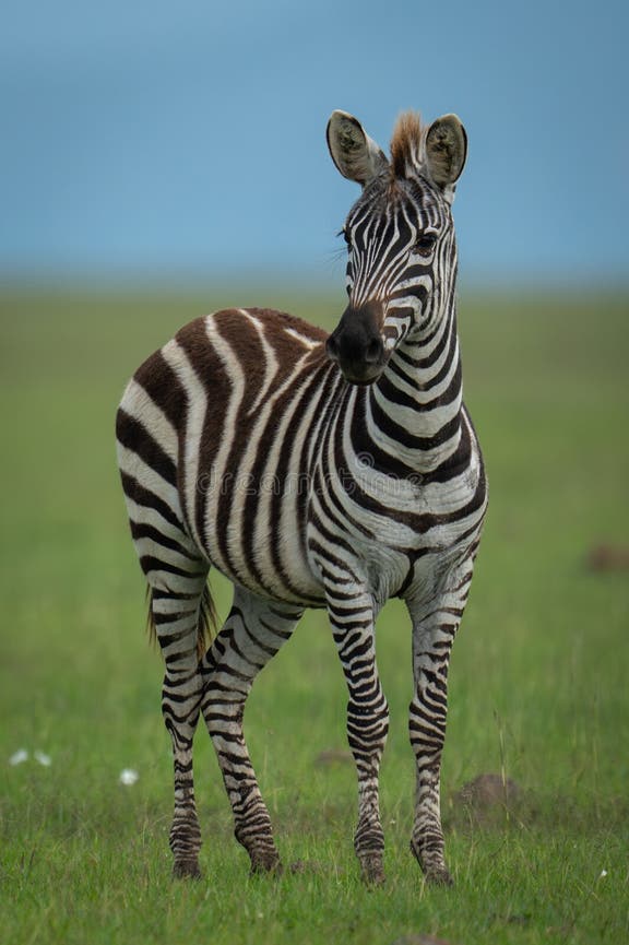 Plains Zebra Stands on Grass Turning Head Stock Photo - Image of ...
