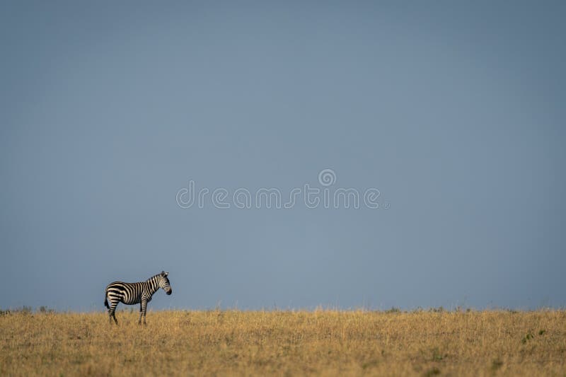 Plains Zebra Stands on Horizon in Savannah Stock Image - Image of ...