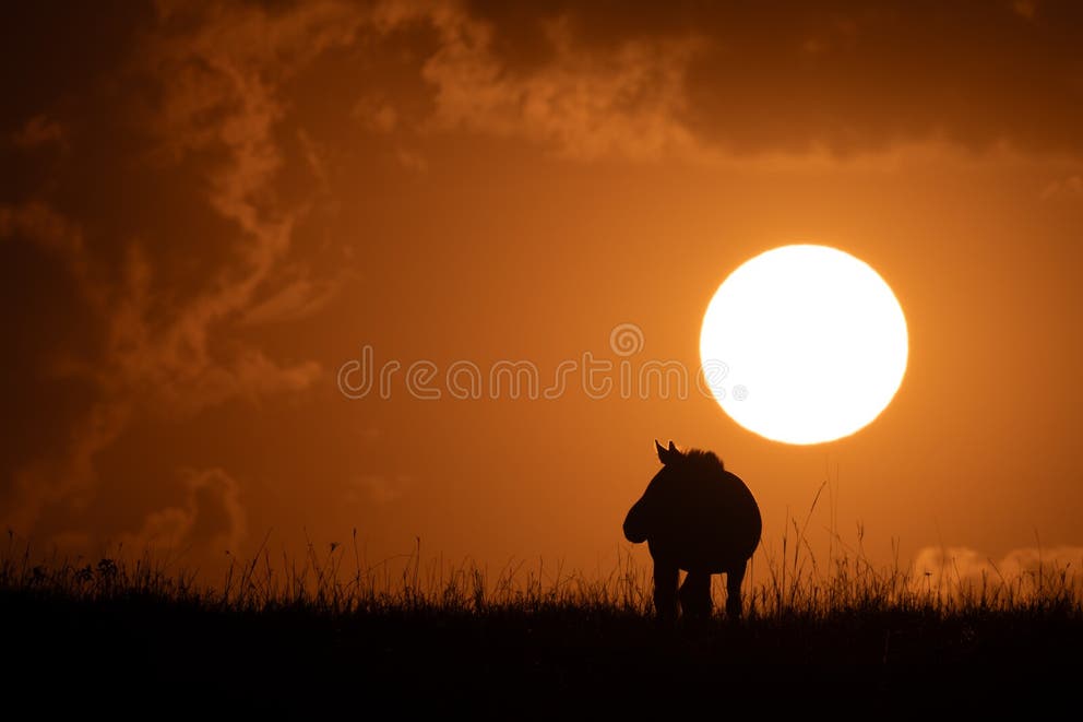 Plains Zebra Stands on Horizon at Sunrise Stock Image - Image of animal ...