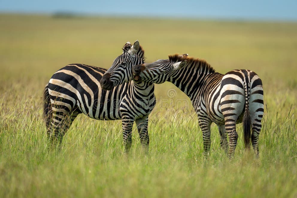 Plains Zebra Stands Leaning To Bite Another Stock Image - Image of ...