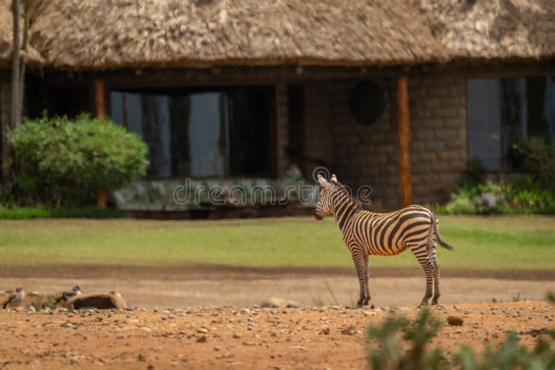 Plains Zebra Stands Looking at Safari Lodge Stock Image - Image of ...