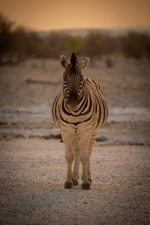 235 Zebra Facing Stock Photos - Free & Royalty-Free Stock Photos from ...
